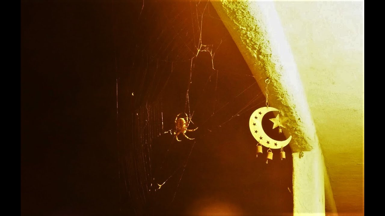 Orb Spider Spinning Web In Time Lapse - YouTube