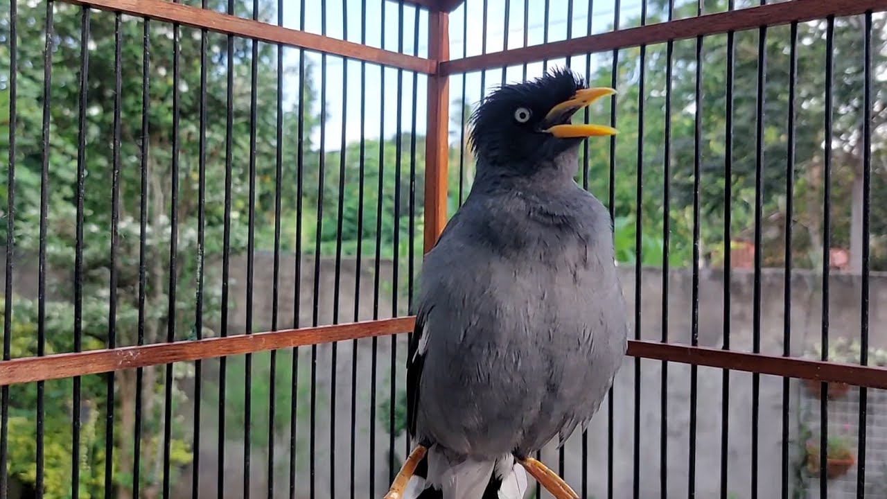 Jalak Kebo Gacor Full Isian Bikin Burung Makin Gacor Eps 250 - YouTube
