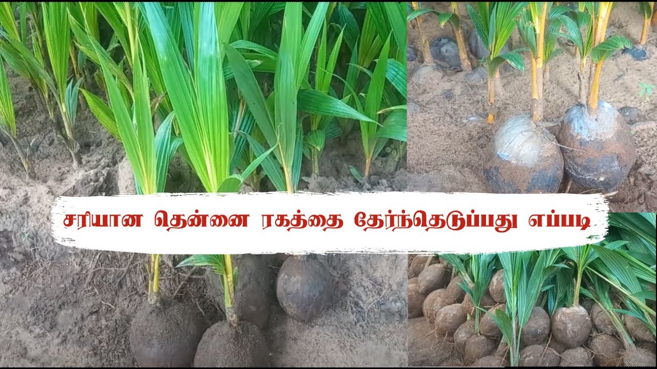 Ethamozhi Tall Coconut Cultivation ethamozhi-tall-coconut-cultivation