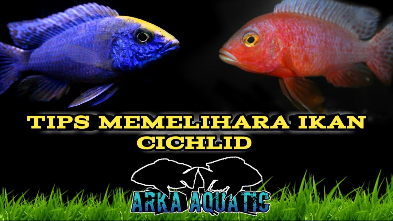 African Cichlid Tips Dasar Bagaimana Cara Memelihara Ikan Cichlid