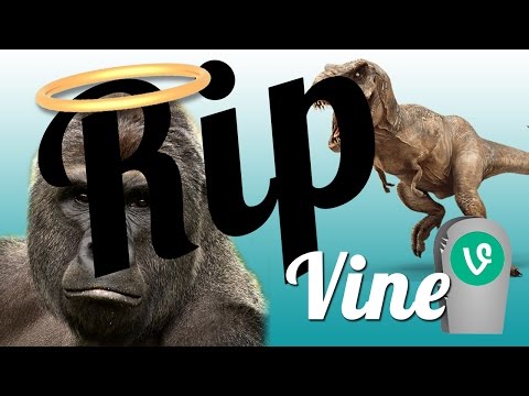 THE BEST VINES(Rip Vine Compilation)