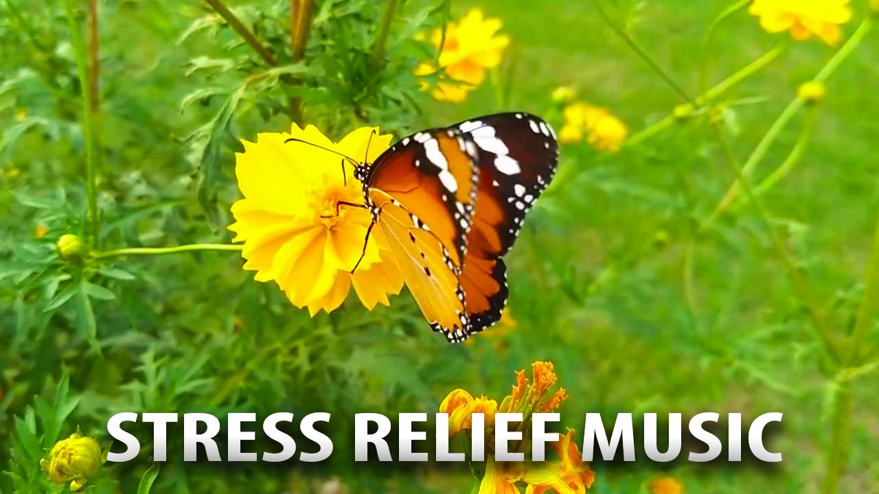 Stress Relief Music | Meditation Music | Relaxation Music | Body ...