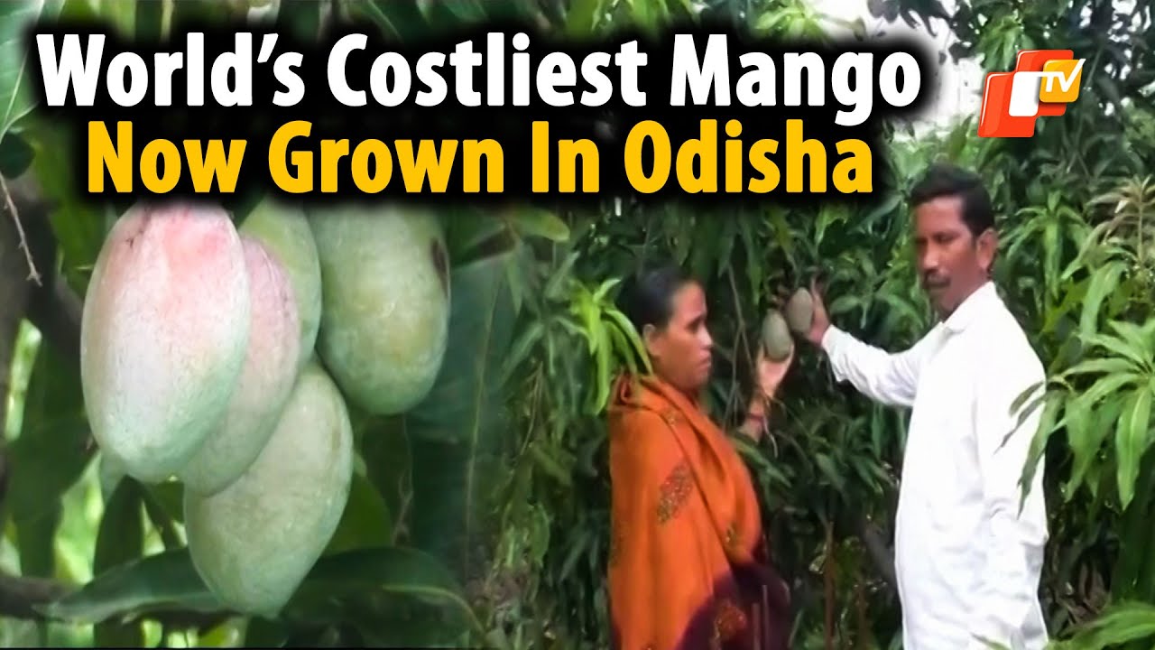 Farmer In Odisha’s Kalahandi Grows World’s Costliest Mango - YouTube