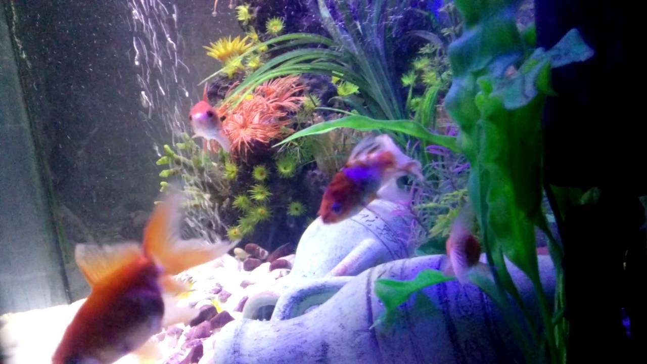 Goldfish aquarium ενυδρειο με χρυσοψαρα - YouTube