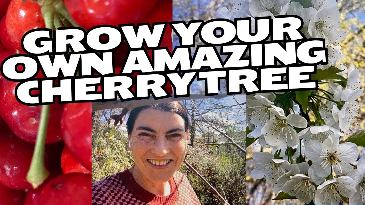 Tips for growing a CHERRY TREE in a small garden - YouTube