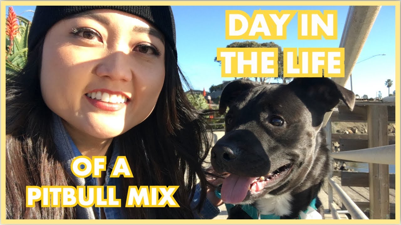 DAY IN THE LIFE OF A PITBULL LABRADOR RETRIEVER MIX - YouTube