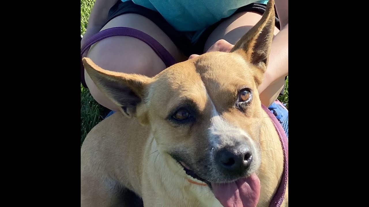 Winnie - an Adoptable Female Small Breed Mix dog - YouTube