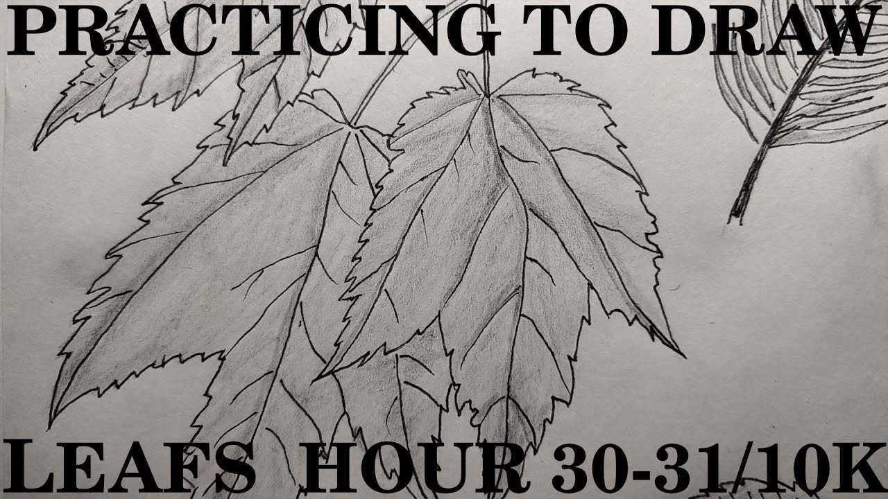 Practicing Drawing Leafs Hour 30-31/10K - YouTube