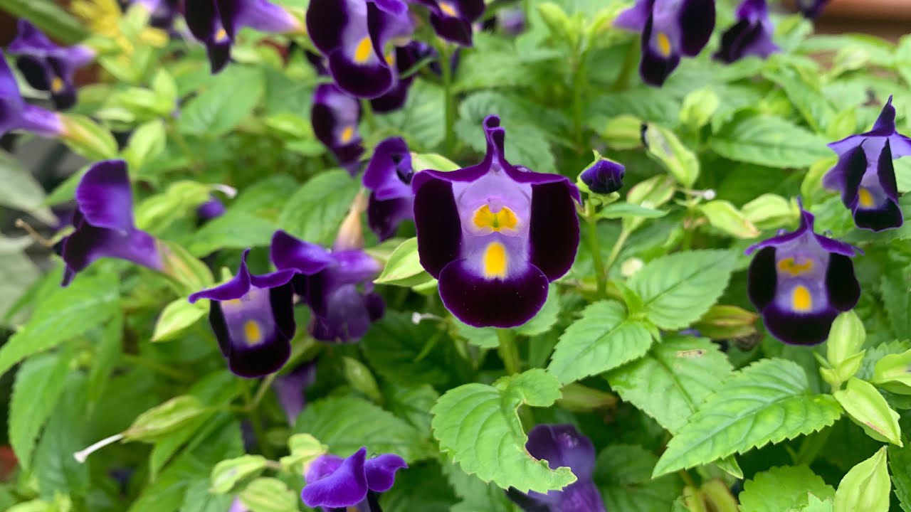 67-Torenia flower (wishbone flower) plant care / collecting seeds - YouTube