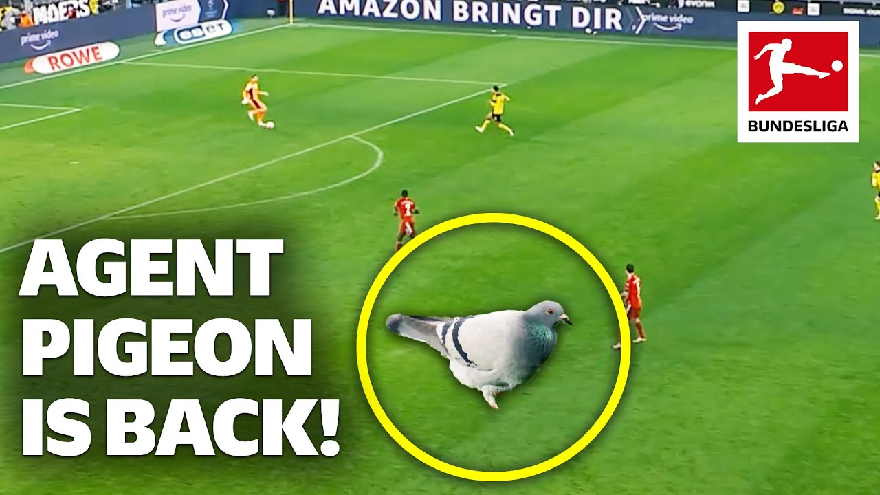 Secret Mission in Der Klassiker: The Return of Agent Pigeon! - YouTube