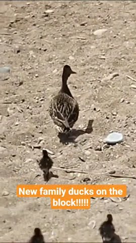 New family ducks on the block!!!#ducks #patos #rioaiguaoliva #nature ...