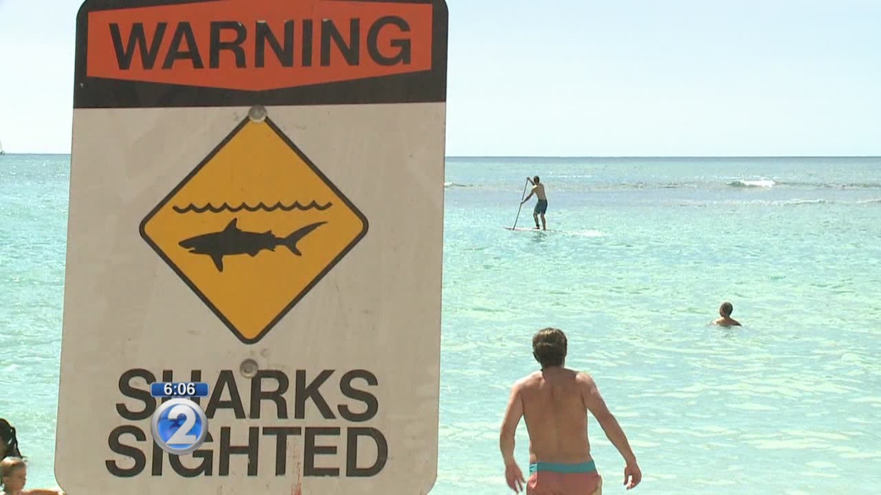 'Non-aggressive' sharks sighted in and around Waikiki - YouTube