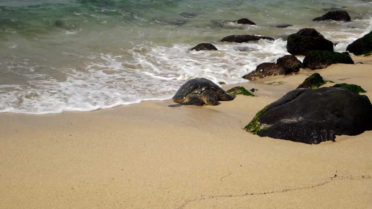 Turtles on Laniakea (Turtle) Beach, North Shore, Oahu - YouTube