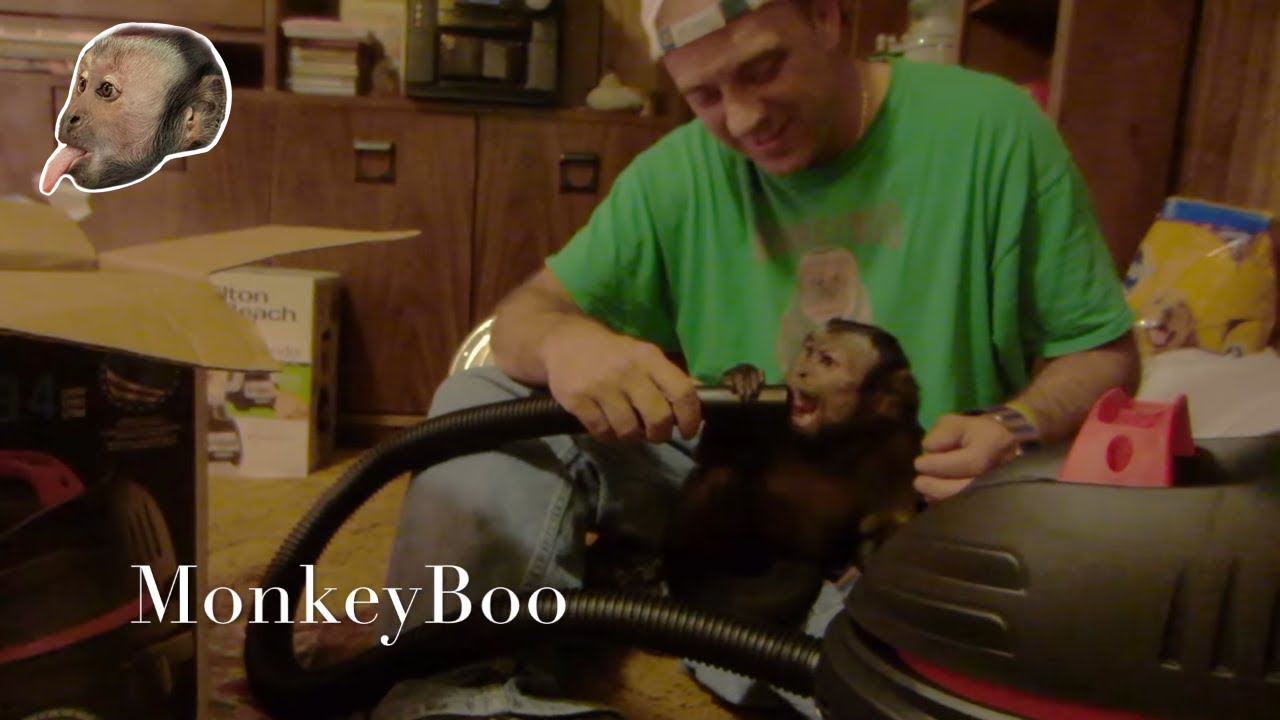 Monkey Opens Christmas Present - YouTube