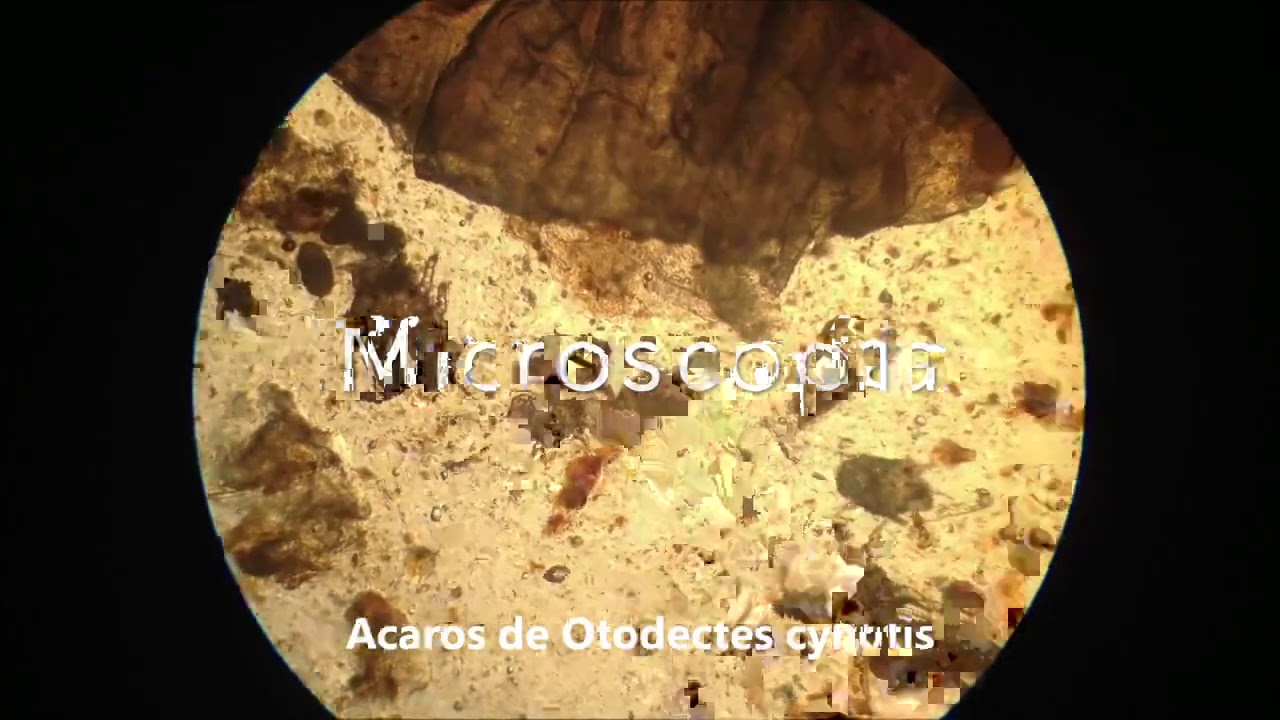 Sanfield: Video Otoscopia en Otitis Felina por Otodectes Cynotis. - YouTube