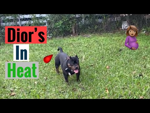 American bully heat cycle - YouTube