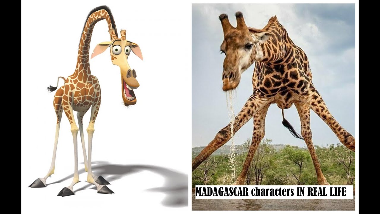 MADAGASCAR characters IN REAL LIFE 💥 Characters 👉 @BIG BANG - YouTube