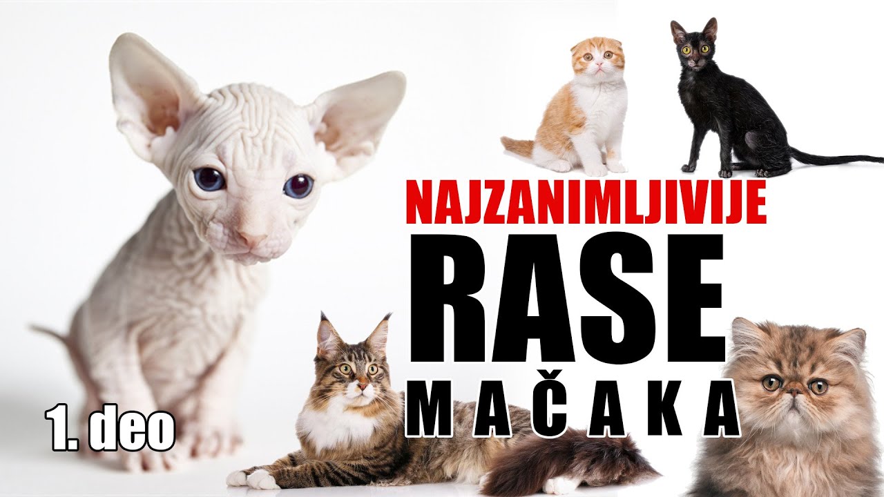 5 Zanimljivih Rasa Mačaka - prvi deo - YouTube