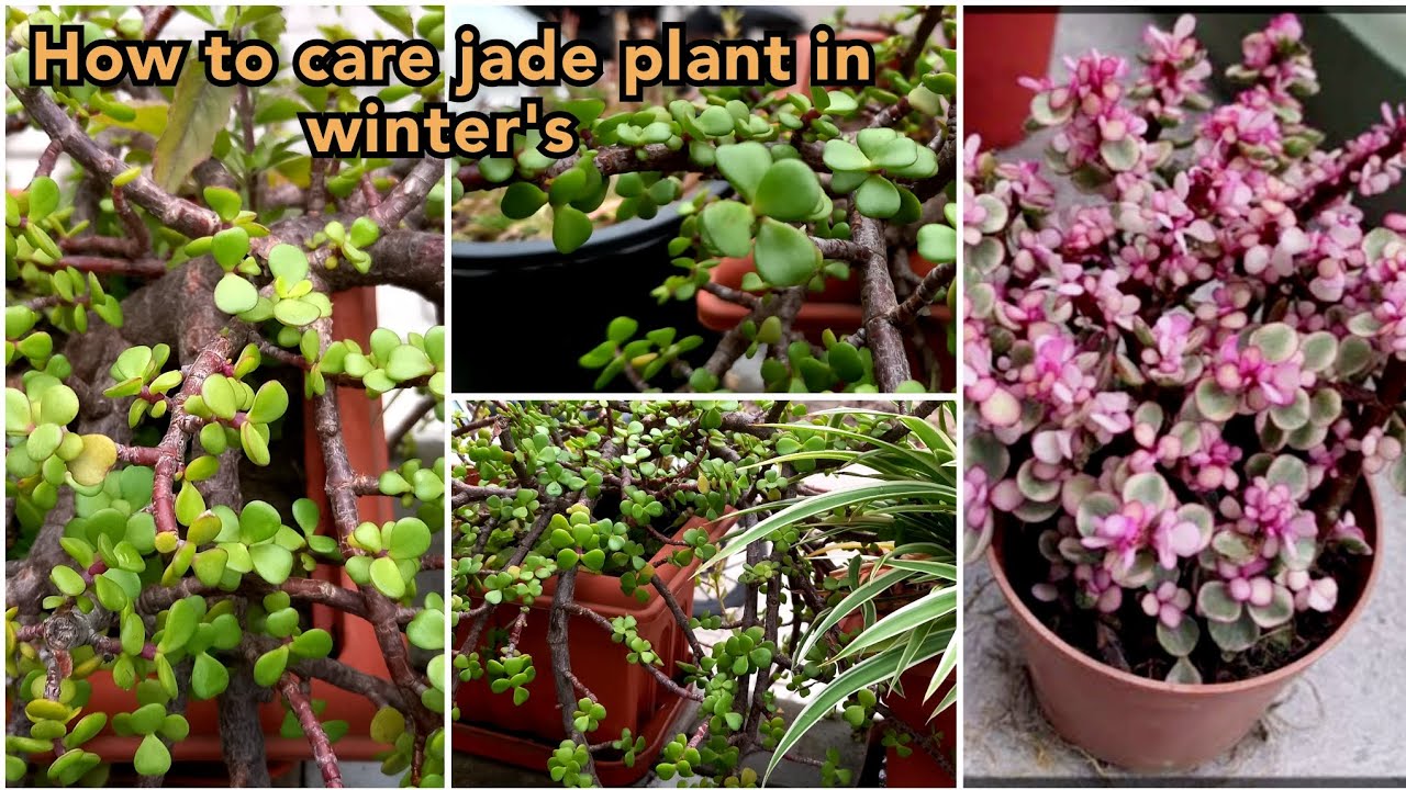 How to care jade plant in winter's, jade plant care #plants # ...