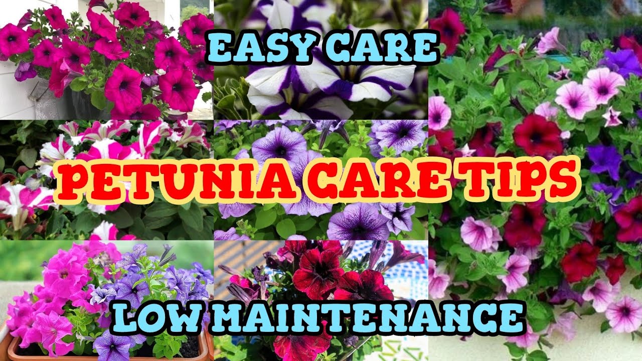 Petunia Care Tips || Easy Care and Low Maintenance || Detailed ...