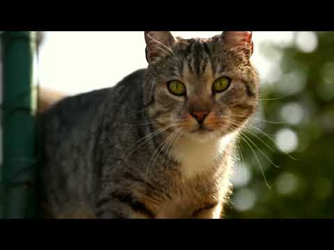 Repel Kedi Köpek Kovucu \