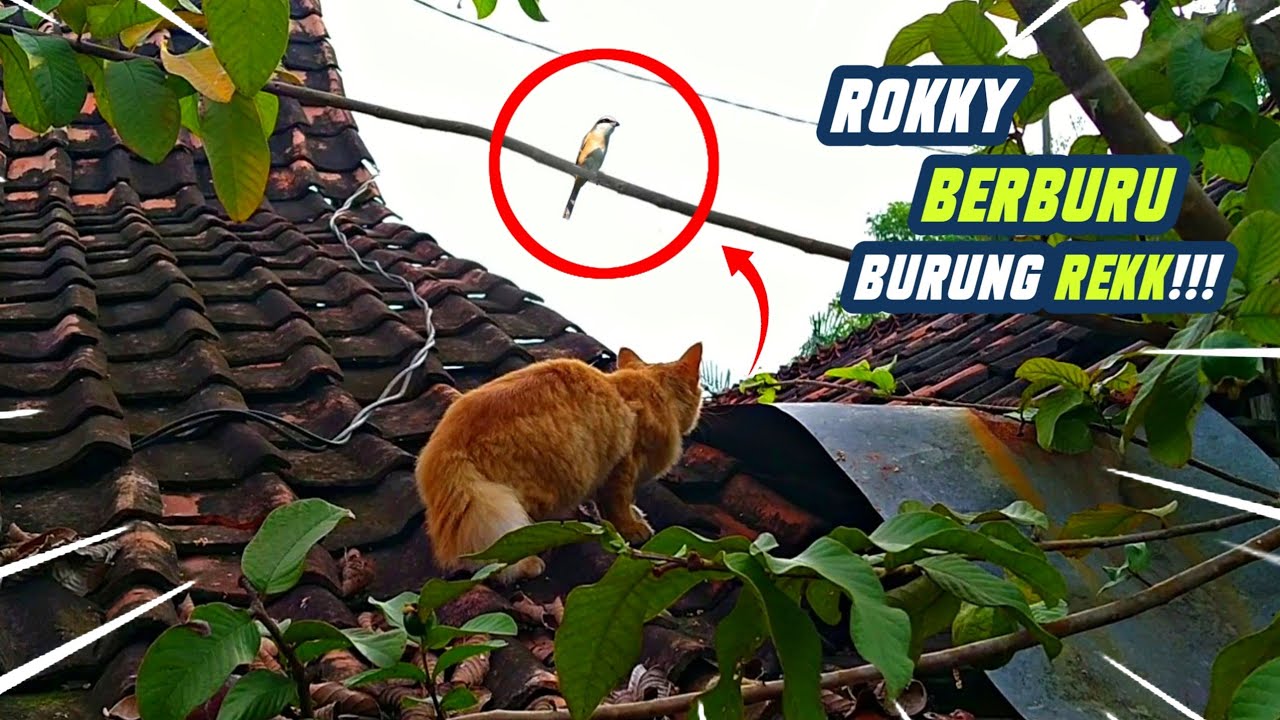 💥DETIK - DETIK KUCING SAAT BERBURU BURUNG CENTET - YouTube