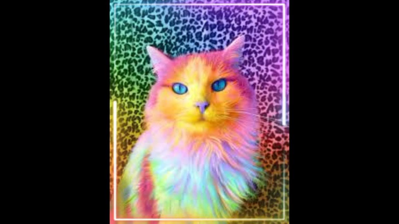 КОТИКИ РАДУЖНЫЕ - YouTube