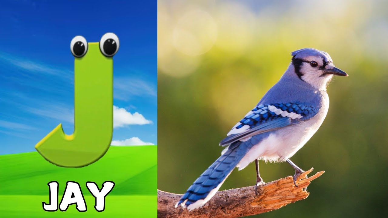 ABC Song | Birds ABC Song | Phonics for Kids| Learn ABC, Baby ...