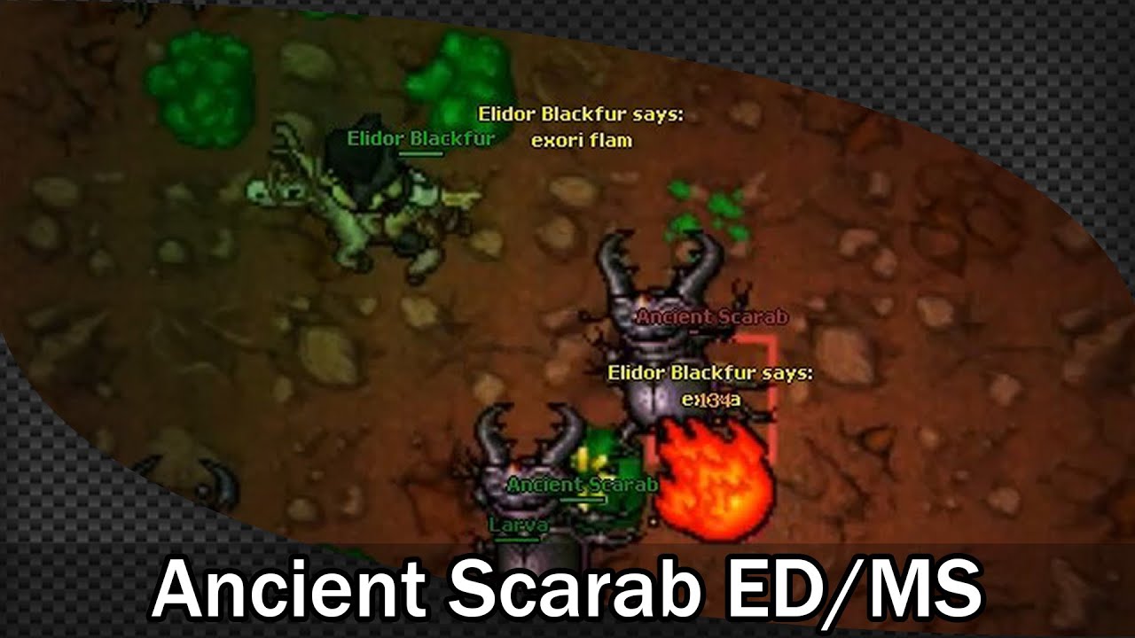Tibia - Ancient Scarab Task ED / MS 50+ - YouTube