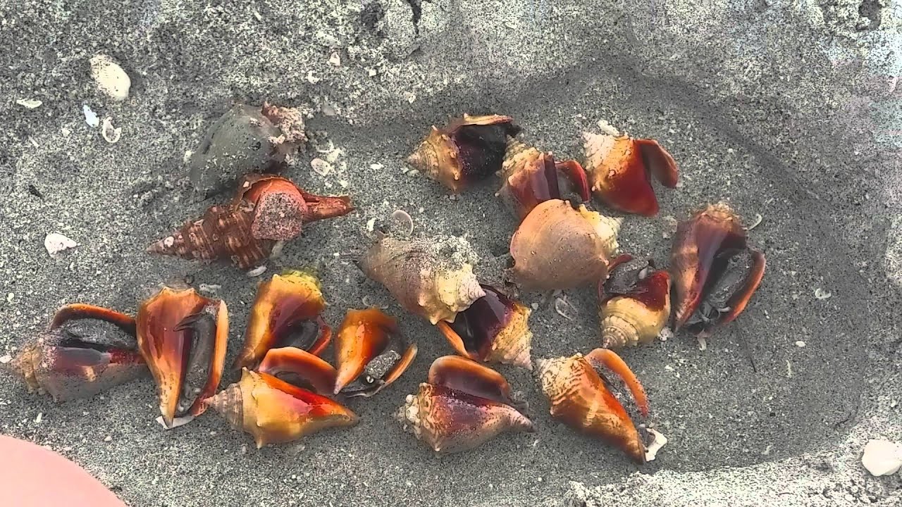 Live Florida Fighting Conch - YouTube