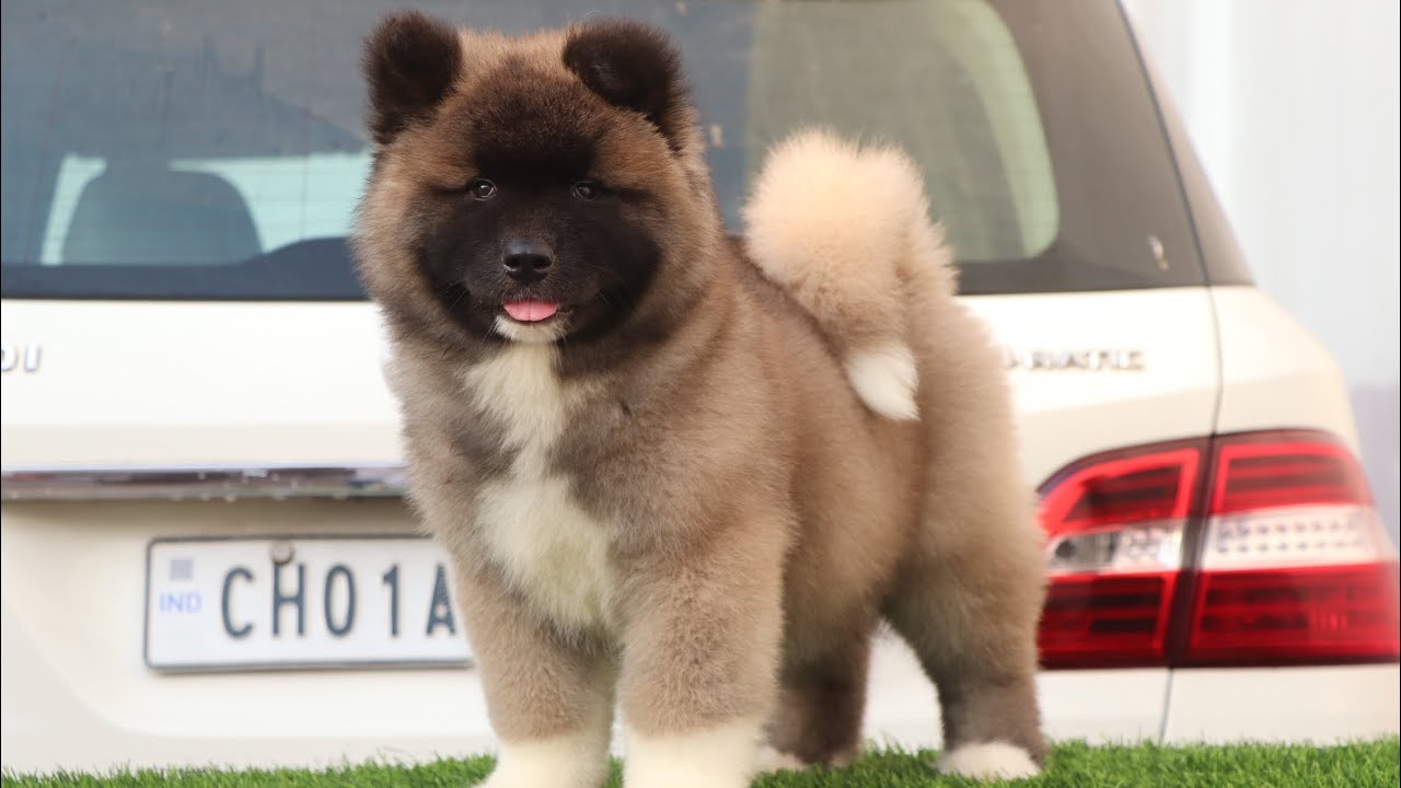 Super Heavy American Akita Puppies Available in India | Best Akita in ...