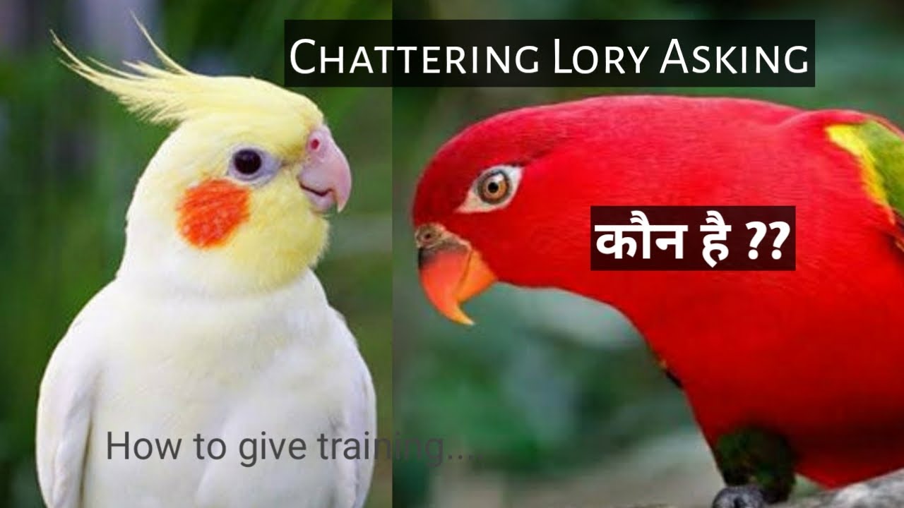 Chattering Lory asking "कौन है" to my other Hand Tamed Birds II लॉरी ...