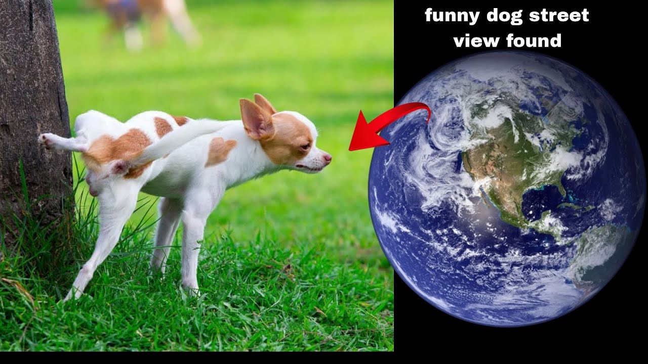 funny dog street view found🦮on Google maps and Google#Earth#maps# ...