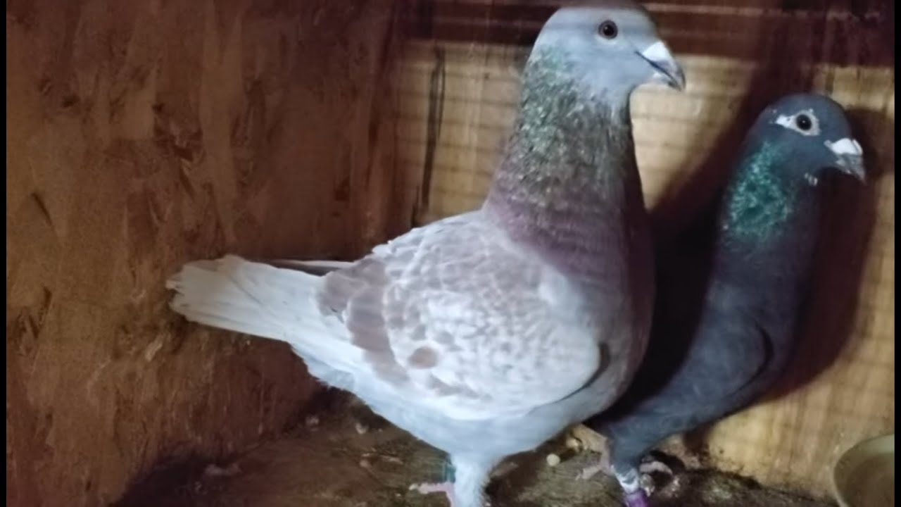 Closer Look At 2020 Pigeon Breeding Pairs | Benzing M1 Clock - YouTube