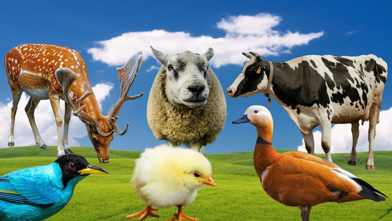 Animal World | Animal Planet | Animal Sounds | Familiar Animals ...