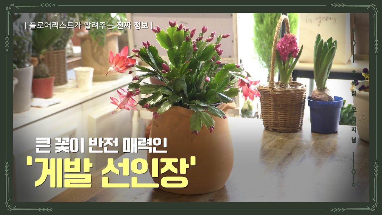 초록집 ㅣ큰 꽃이 반전 매력인 게발 선인장 Youtube