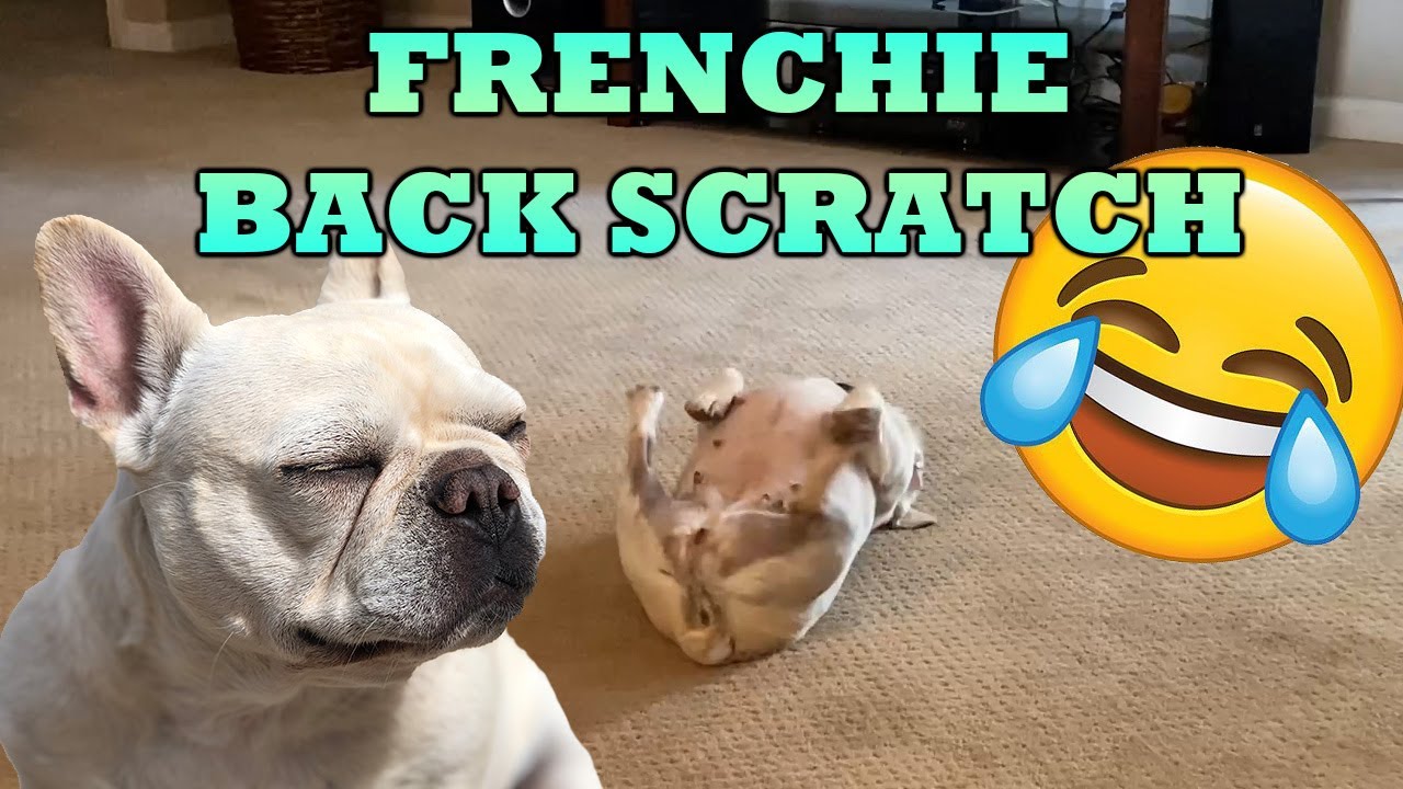 Frenchie Back Scratch !! She's in heaven !! - YouTube
