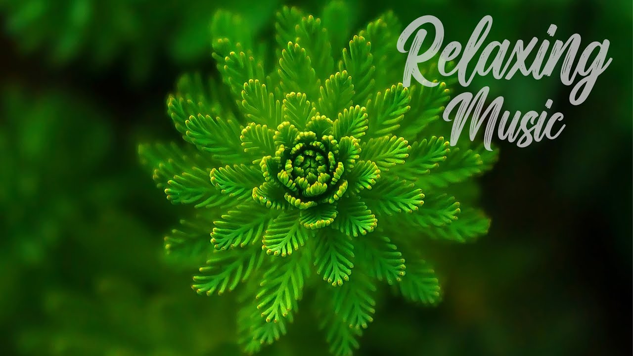 Relaxing Piano | Soothing Relaxation | Relaxing Sleep Music | Calming ...