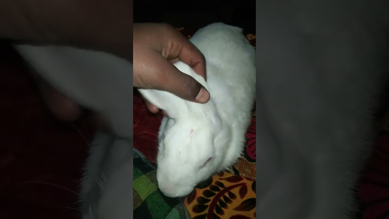 rabbit cute rabbit 1 year old #viral shots - YouTube