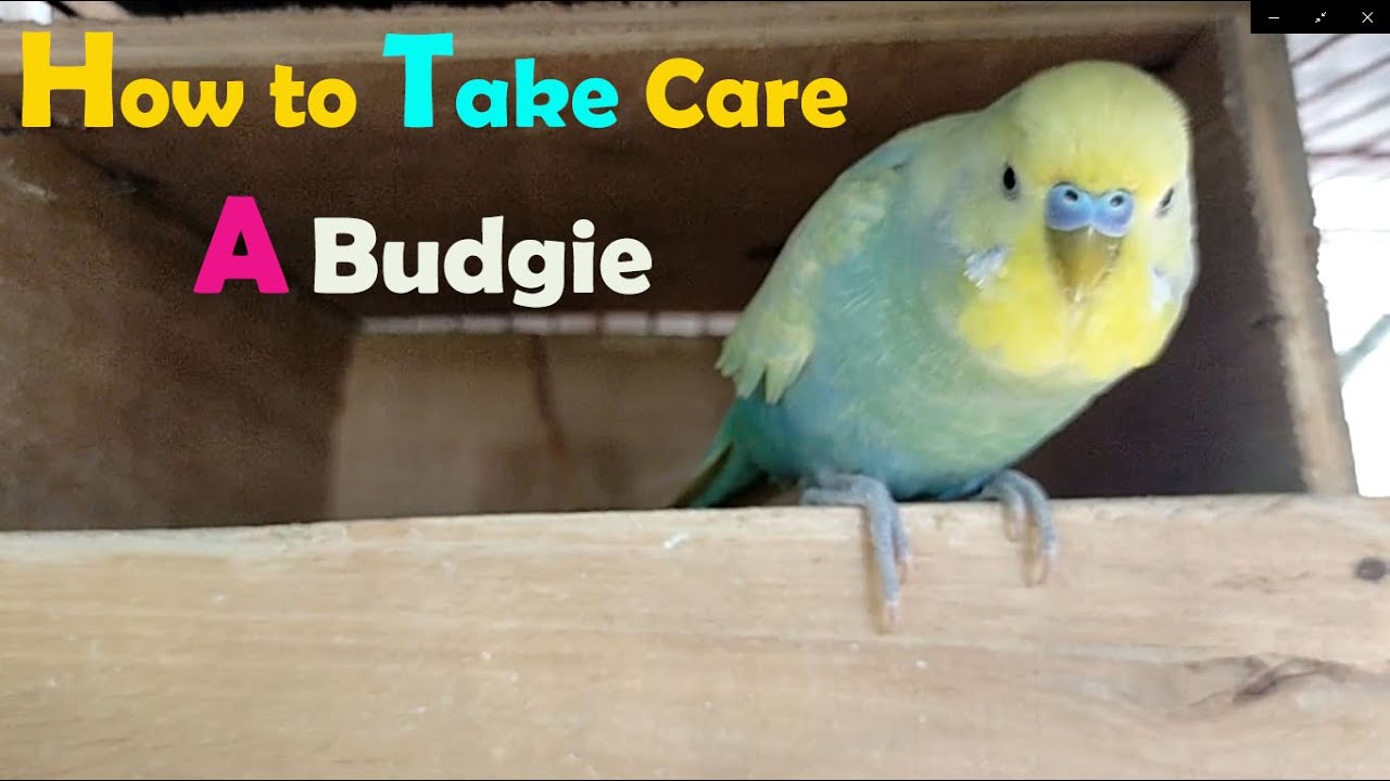 how to take care of baby budgie/how to take care of newborn budgie ...