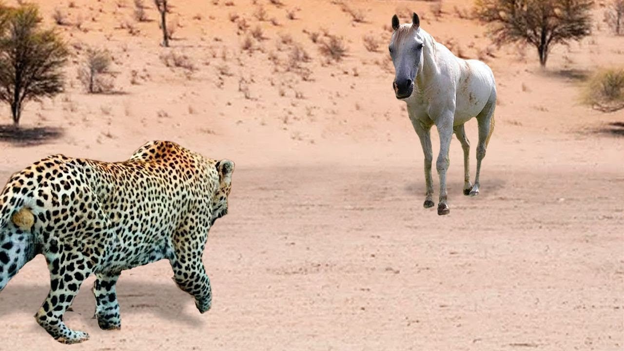 This Leopard Was Doomed! Rare animal fights caught on camera - YouTube