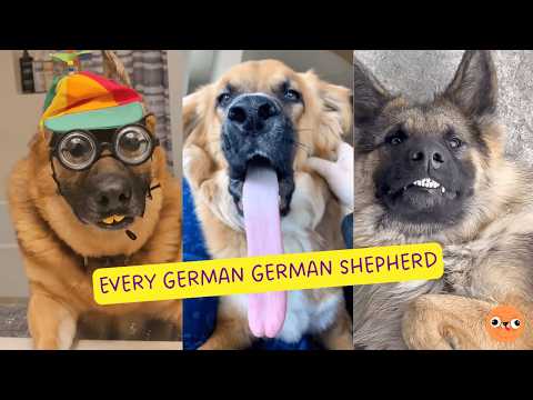Every Single GERMAN German Shepherd!