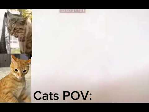 POV: Cats In the meeting Part 2 - YouTube