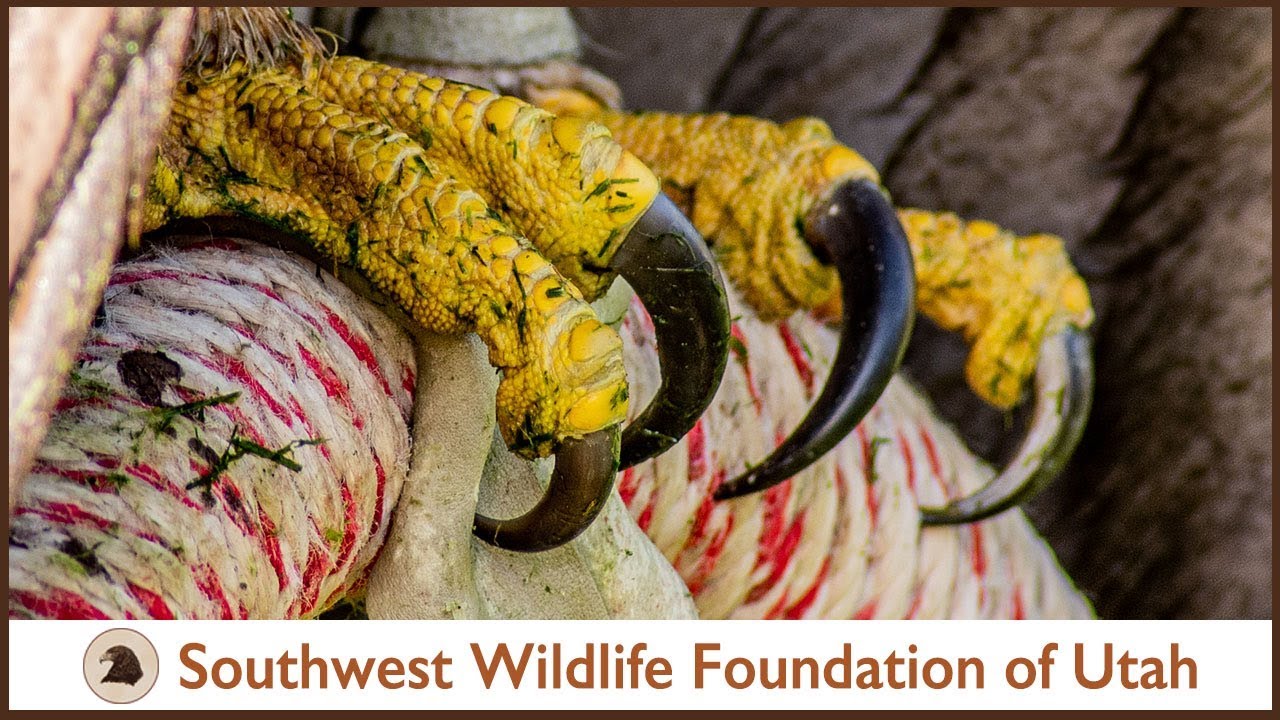 When Martin Got 4 Talons Through His Hand - YouTube