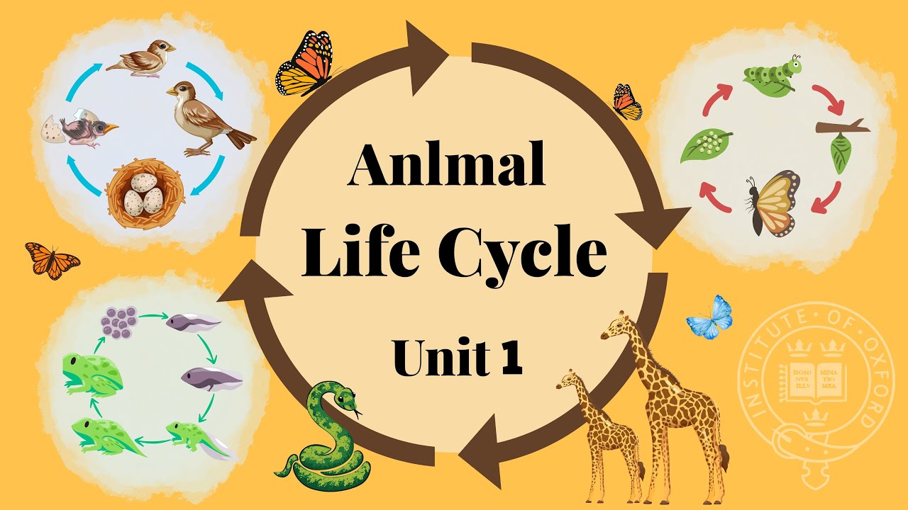 ORD L5 Life Cycle - Unit 1 - YouTube
