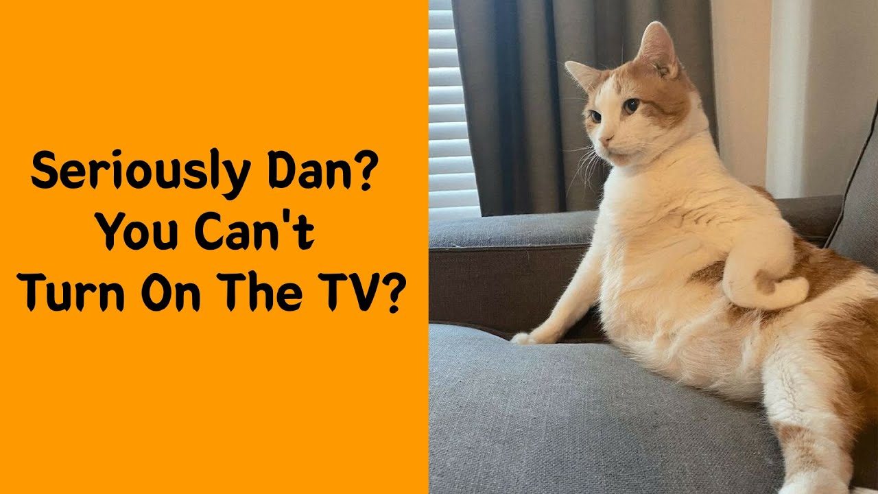 50 Pics Of Malfunctioning Cats That Made People Wonder “What's Wrong ...