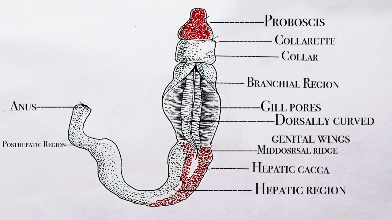 How to draw Balanoglossus diagram || Balanoglossus diagram ||Class 9 || Class 11 || B.sc II ...