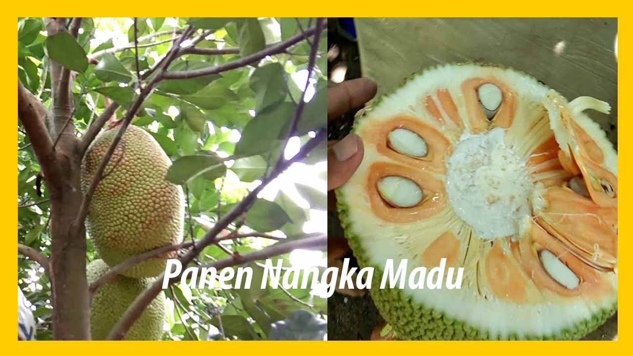 Panen Buah Nangka Madu Super Youtube