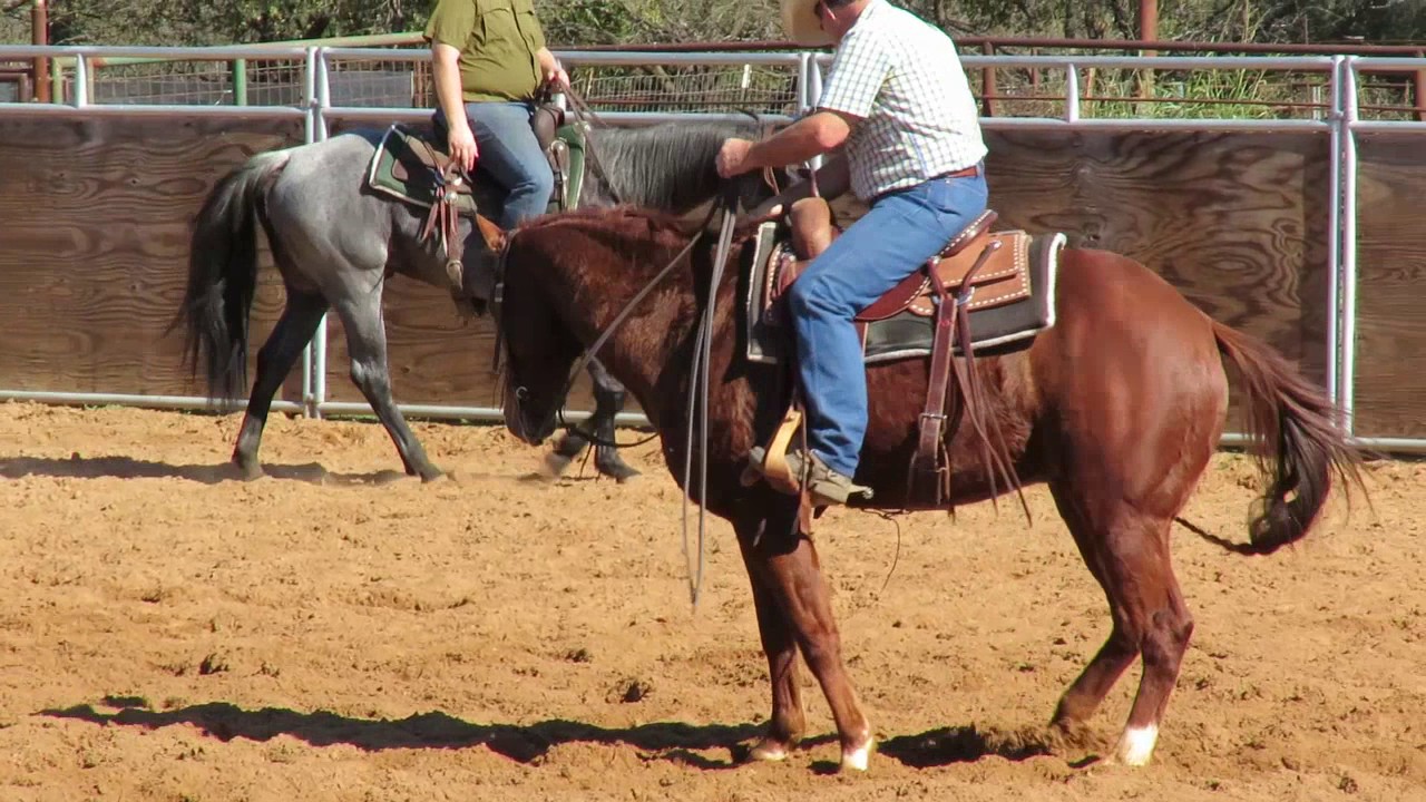 Cats Mud Slinger - Cats Merada x Grays Starlight - sorter penner turn ...