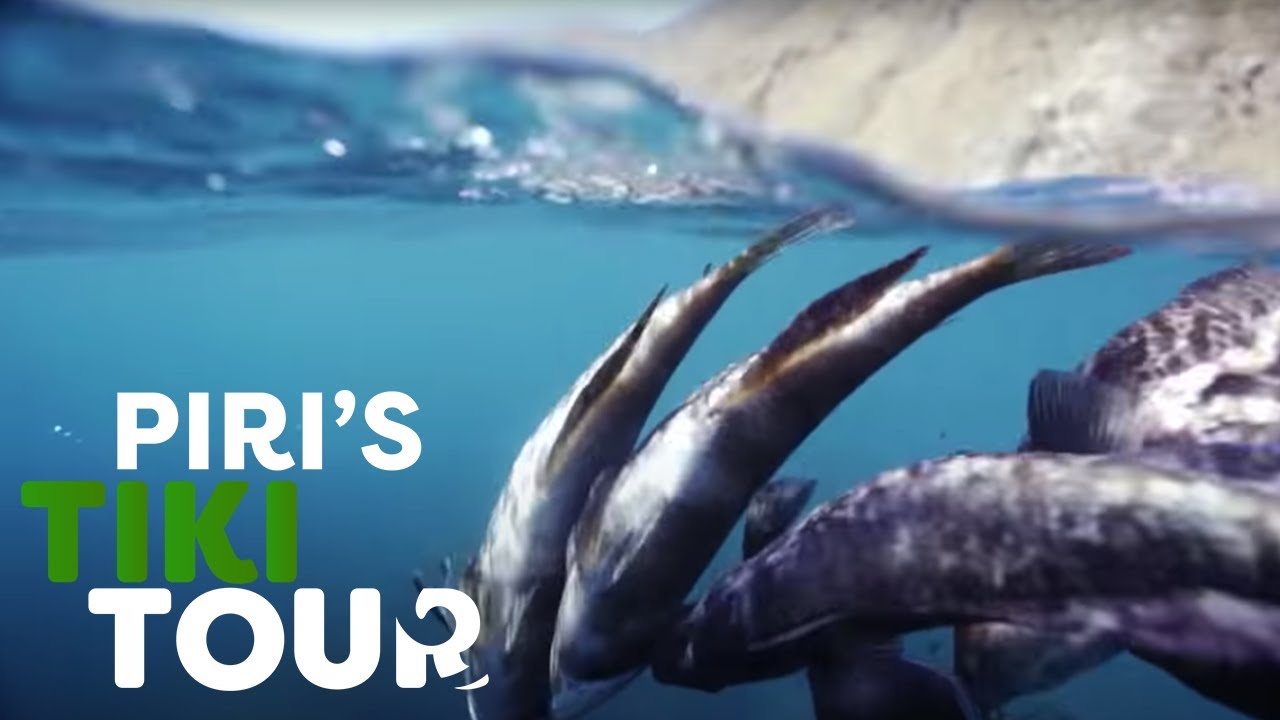 New Zealand's Best Diving Spot - Piri's Tiki Tour - S1 - Ep 6 - YouTube